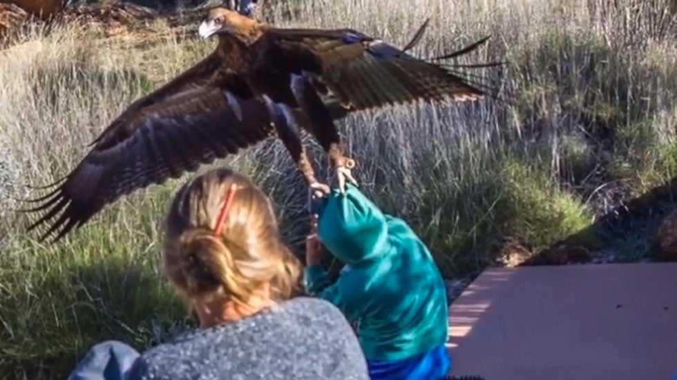 Eagle Attacks Kid