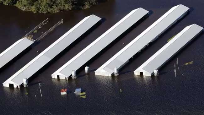 1.9 Million Chickens, Turkeys Killed in North Carolina Flooding From ...