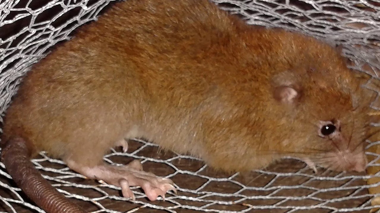 Giant Rat Species Surprises Scientists The Weather Channel Giant Rat Species Surprises Scientists The Weather Channel