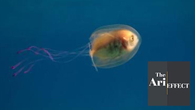 Fish Swims Inside a Jellyfish in Once-in-a-Lifetime Photo | The Weather ...