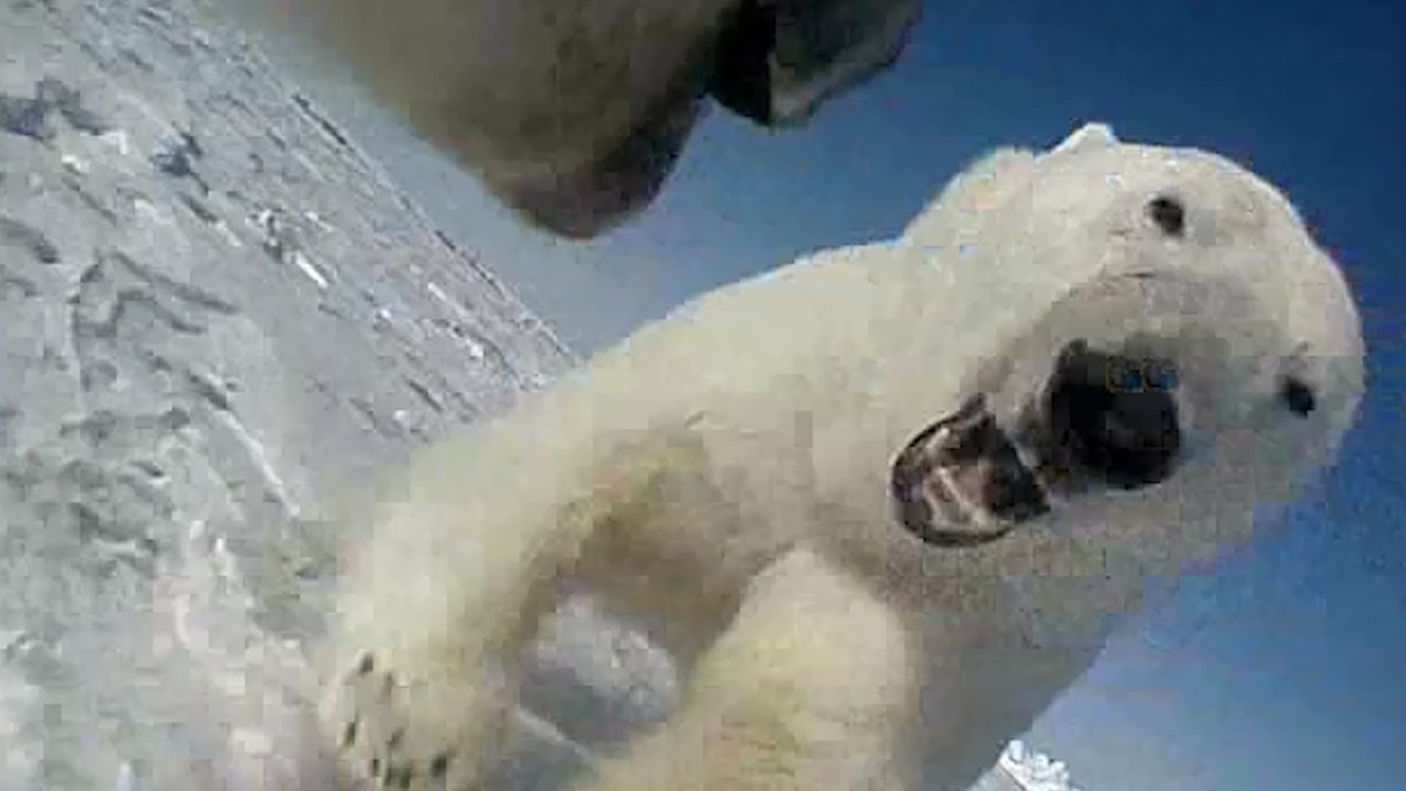 Polar Bears Can’t Find Enough Food on Sea Ice, New Study Finds | The ... Polar Bears Can’t Find Enough Food on Sea Ice, New Study Finds | The ...