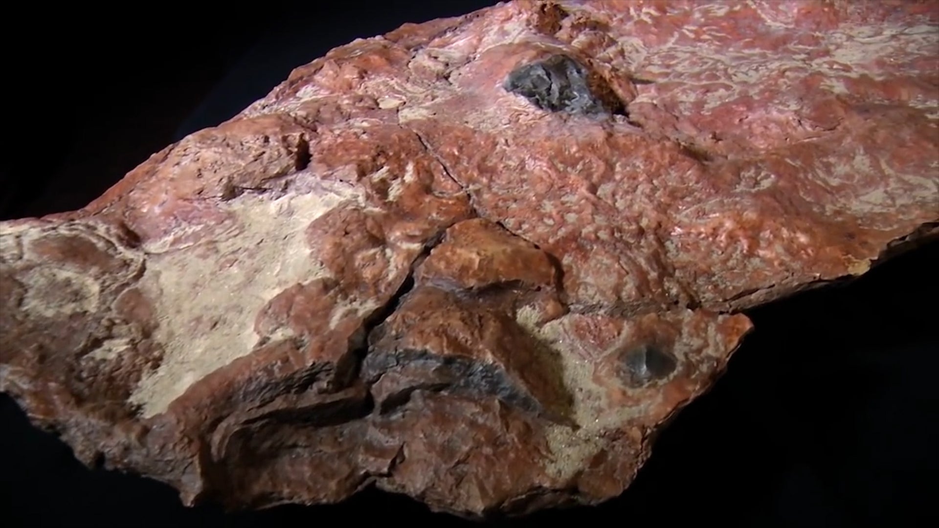 Extensive Record of Dino-Era Mammals Found in Fossil at NASA Facility ...