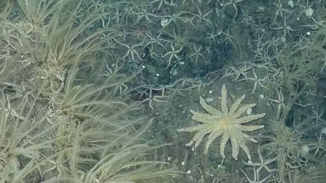 16-Legged Starfish Spotted by Marine Scientists | The Weather Channel