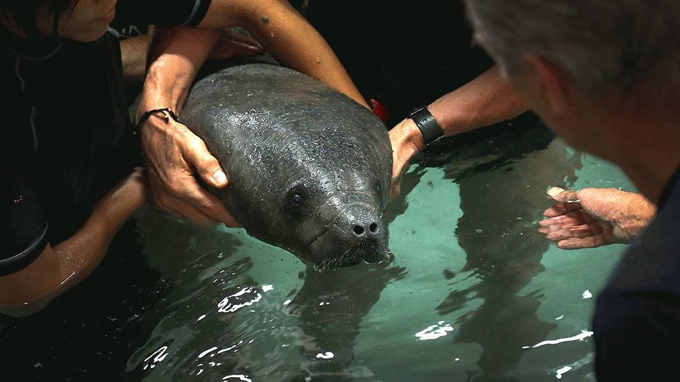 Record Number of Manatees Killed By Boaters This Year, Officials Say ...