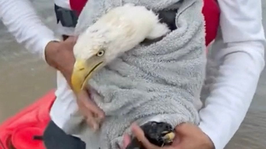 Bald Eagle Being Carried Meme