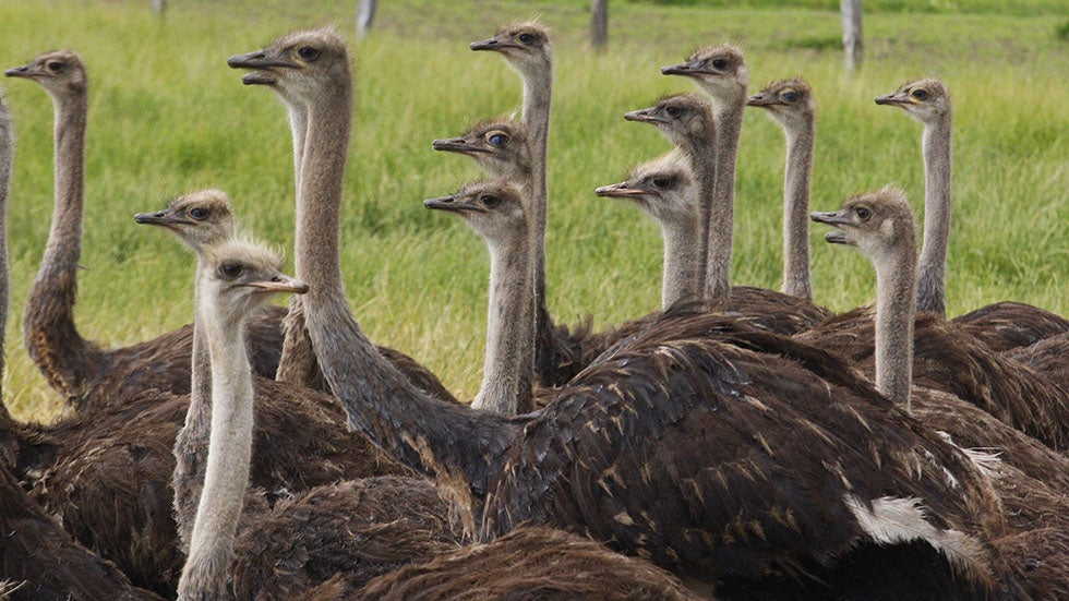 Examples Of Flightless Birds