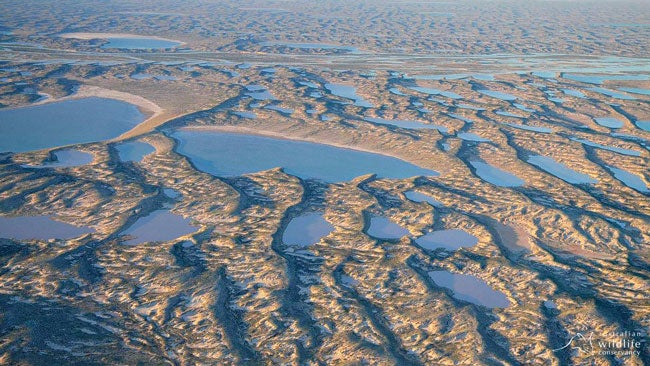 Australia's Largest Lake Comes Back to Life | The Weather Channel