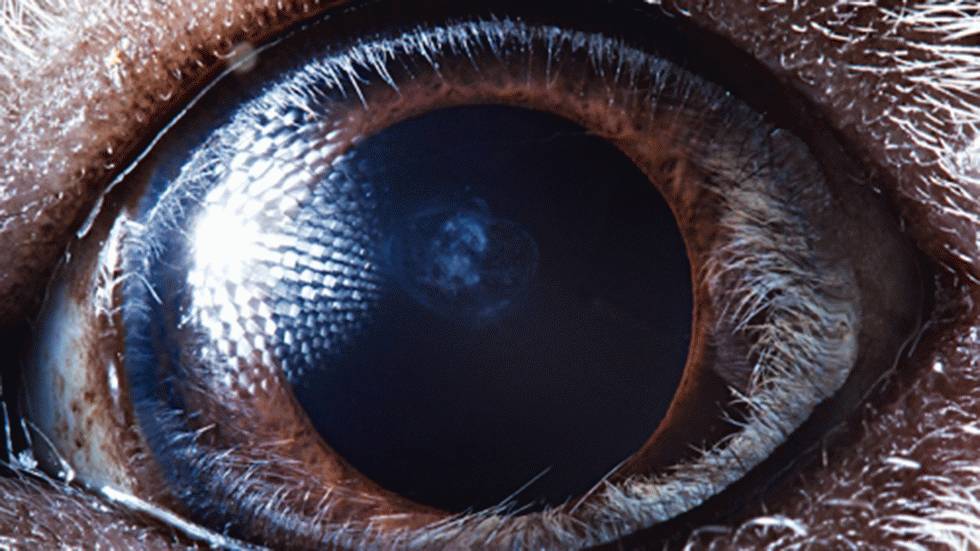 Intense Photos of Animals Making Eye Contact | The Weather Channel