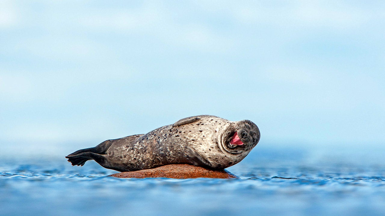 This Laughing Seal Will Make Your Day | The Weather Channel - Articles ...