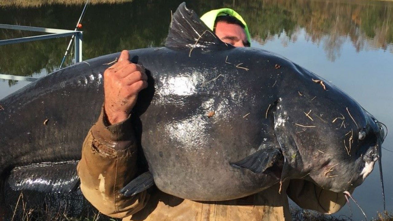 Huge Catfish