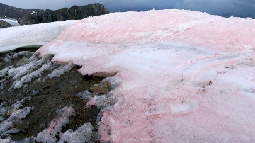 Algae Is Turning Snow Pink and Melting Arctic Glaciers, Study Finds ...