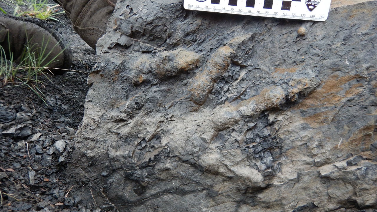 Dinosaur Bones Found in Alaska's Denali National Park For the First ...