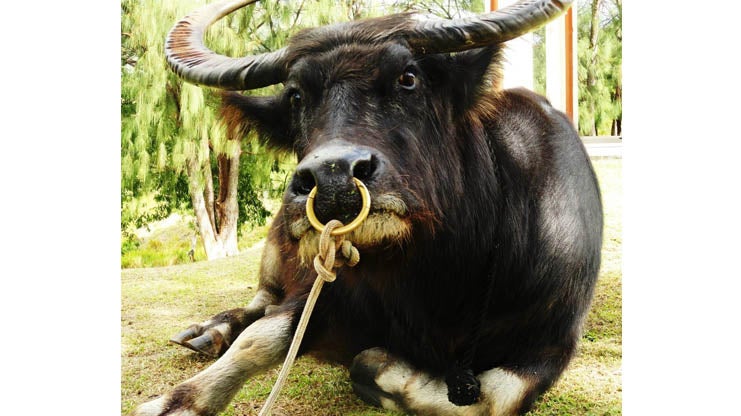 Cutest, Coolest, Rarest Animals From the 2014 It’s Amazing Out There ...