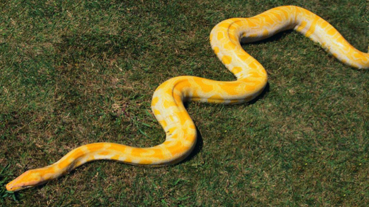 Missing Alaska Python Found Back Home Like Nothing Ever Happened | The ...
