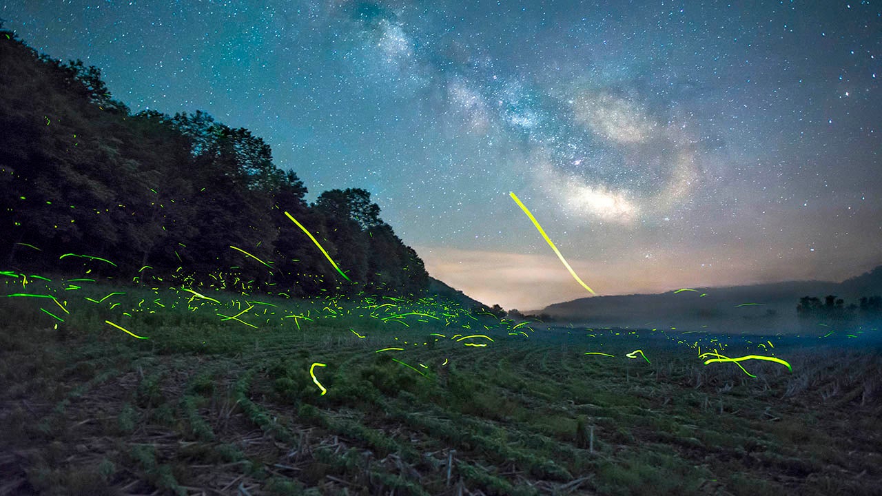 The Glowing Movement of Fireflies (PHOTOS) | The Weather Channel