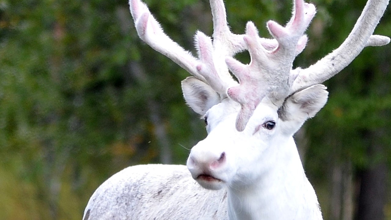 Rare Albino Reindeer Spotted Near Road in Sweden | The Weather Channel
