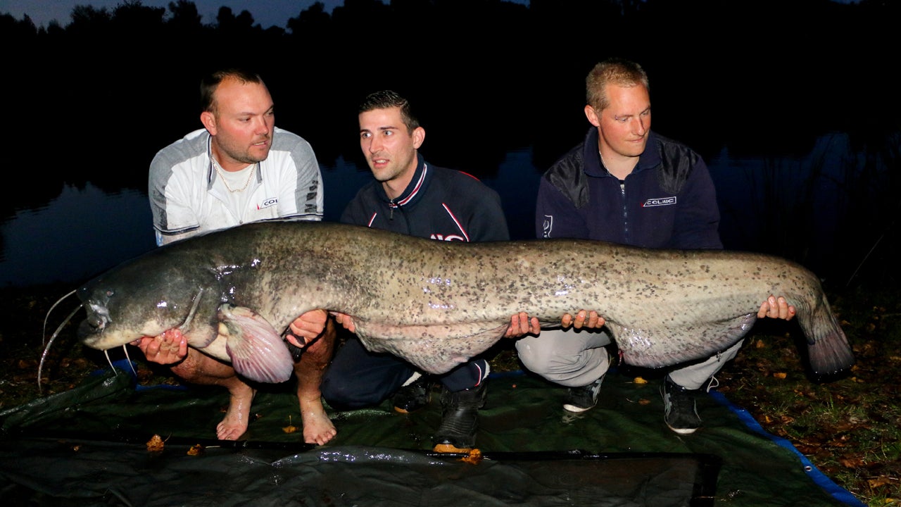 Giant Wels Catfish Could Be One Of Largest Pole-Caught | The Weather ...