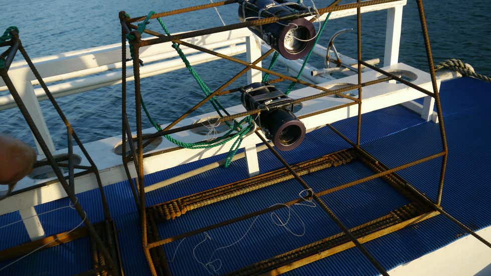 Numbering the Nautiluses: The Quest to Save A Living Fossil | The ... Numbering the Nautiluses: The Quest to Save A Living Fossil | The ...