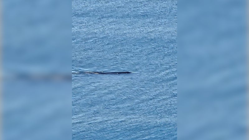 Whale Of A Tale: Very Rare North Atlantic Right Whales Spotted Near ...