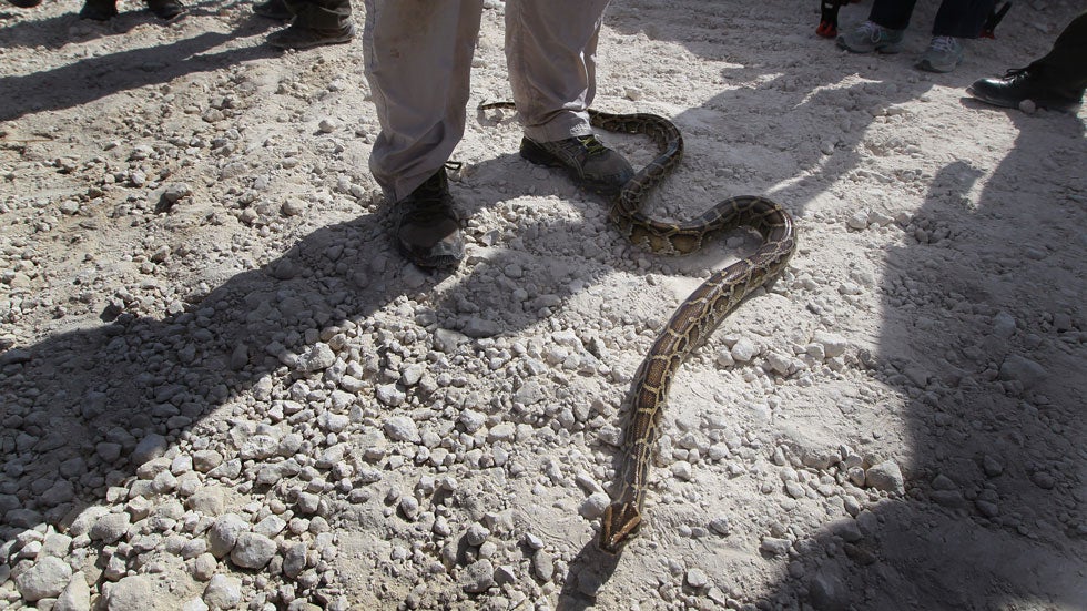 Python Kills Security Guard Near Bali Luxury Hotel | Weather.com