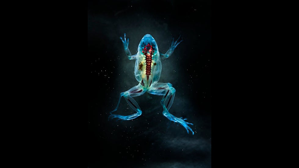 Natural Deformities: Beautiful Photos of Six-Legged Frogs | The Weather ...