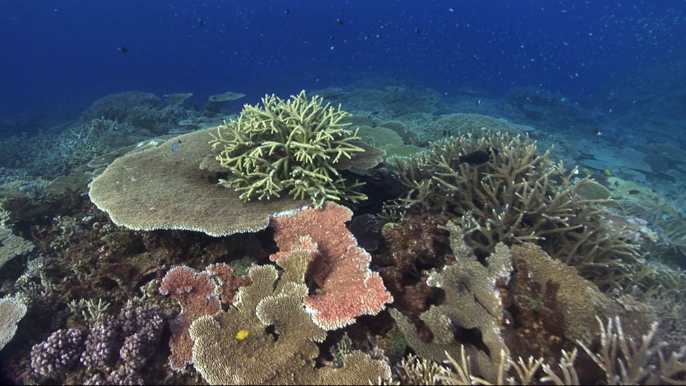 How the Great Barrier Reef Looks After a Massive Hit From Tropical ...