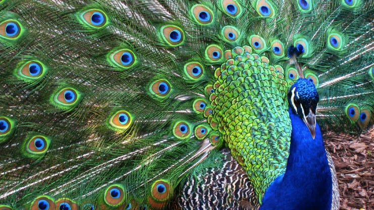 Cutest, Coolest, Rarest Animals From the 2014 It’s Amazing Out There ...