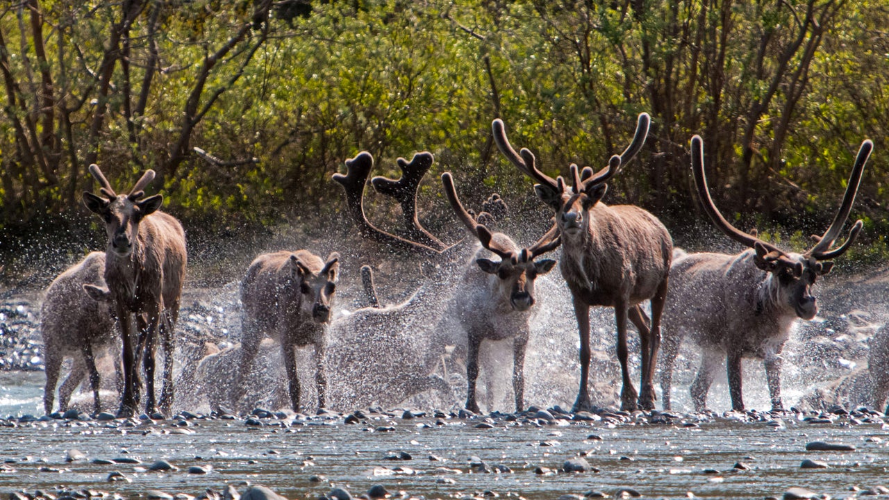 Nearly All of the Northwest Territories' Half-Million Caribou Are Now ...
