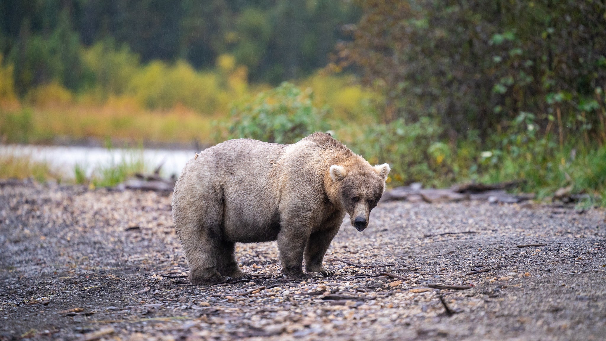 Fat Bear Week Is Here. Meet The Competition | Weather.com