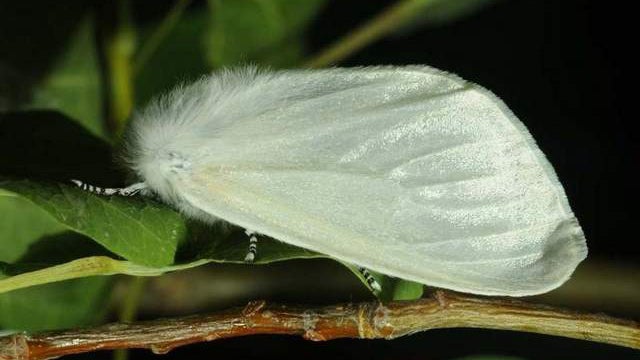 White Moths Invade the West | Weather.com