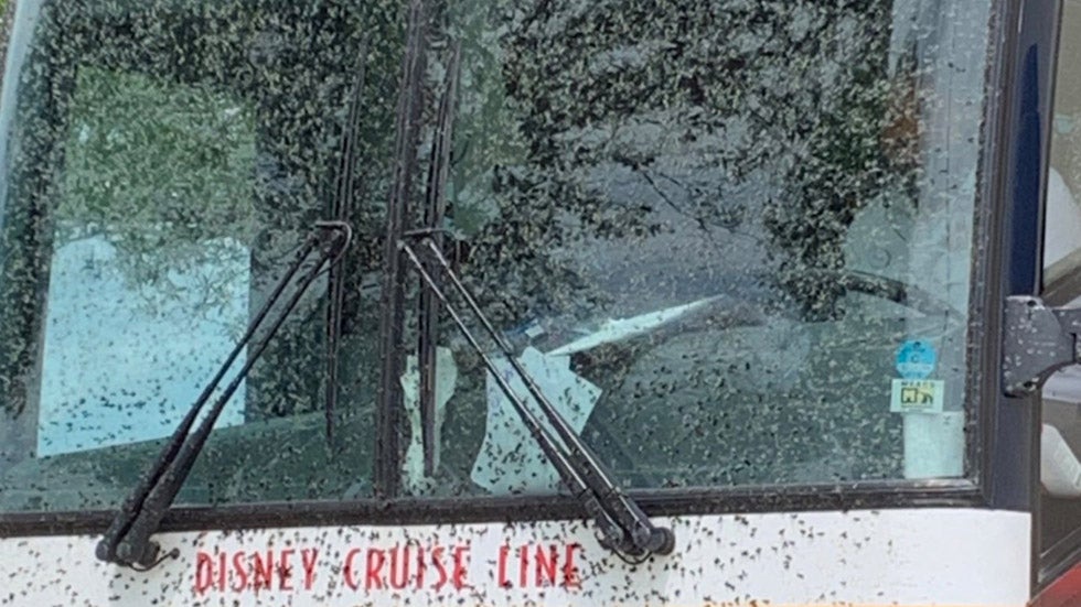 Warm, Wet Weather May Bring Epic Lovebug Season | The Weather Channel