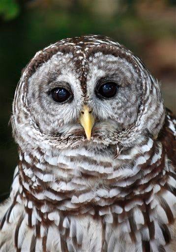 Feds Begin Killing Barred Owls to Help Spotted Owl | Weather.com
