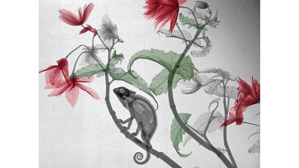 Beautiful X-Ray Photos Reveal Nature in New Light | The Weather Channel