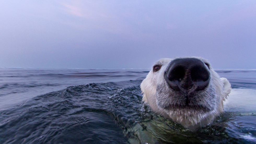 Photographer Captures Shocking Image of Emaciated Polar Bear | The ...