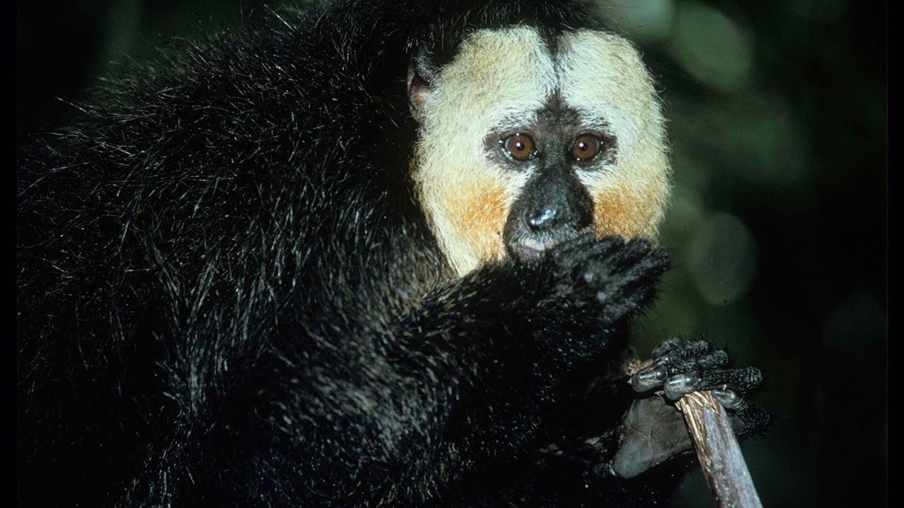 Five New 'Flying Monkey' Species Identified | The Weather Channel