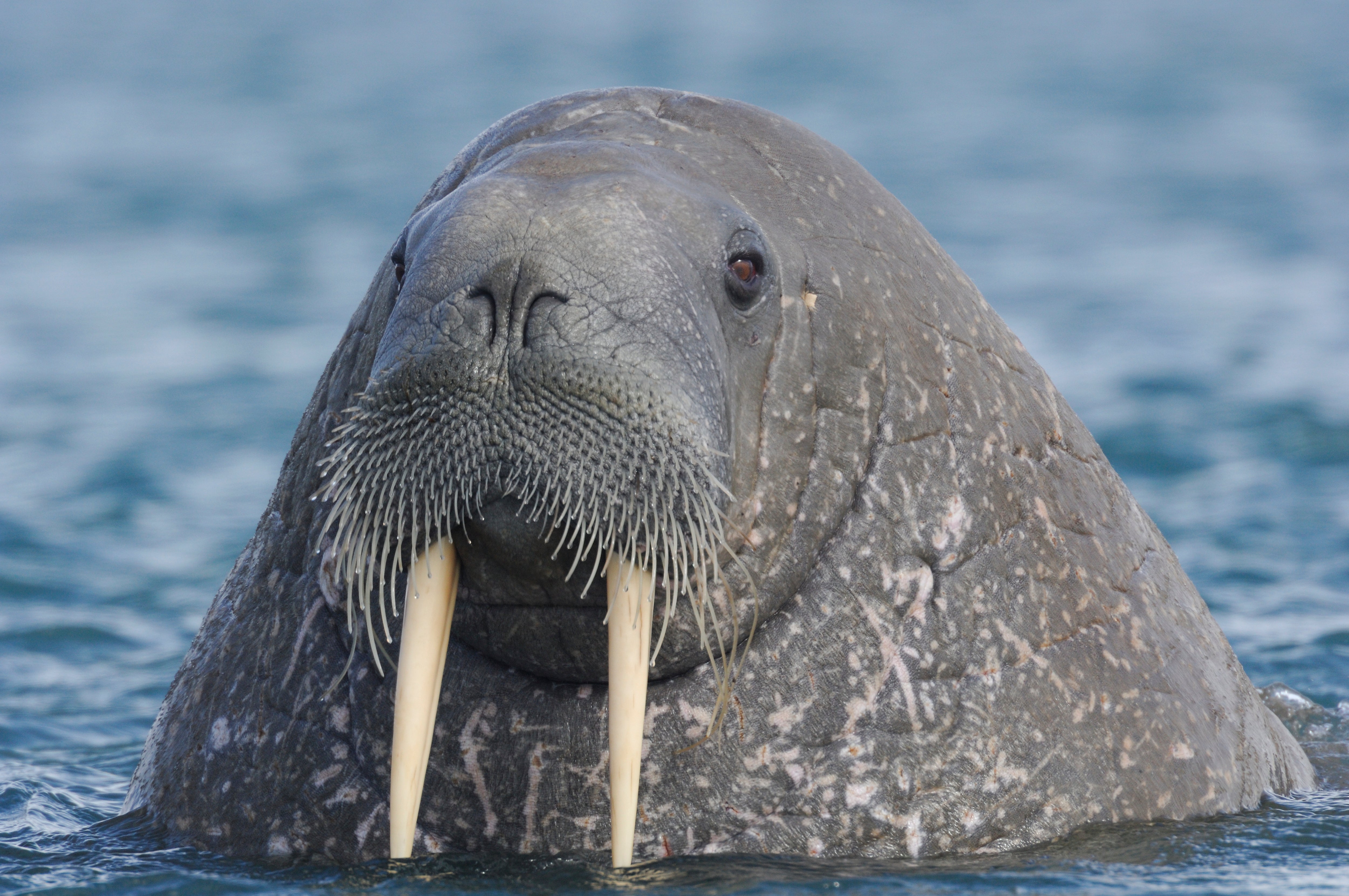 Endangered Pacific Walrus