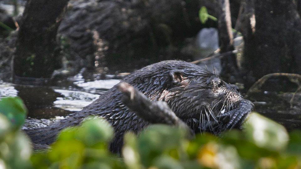 These Photos of an Otter Attacking an Alligator Proves Otters Are the ...