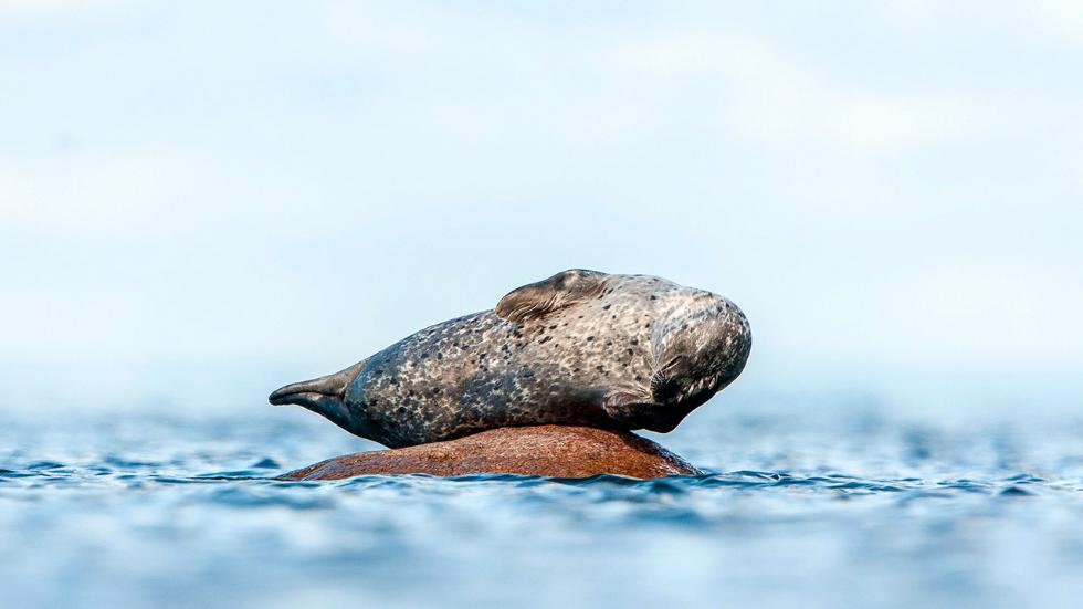 Esta foca risueña te alegrará el día | The Weather Channel