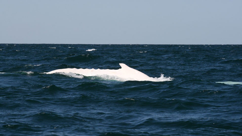 'Migaloo,' Rare White Humpback Whale, Spotted in Australia (PHOTOS ...