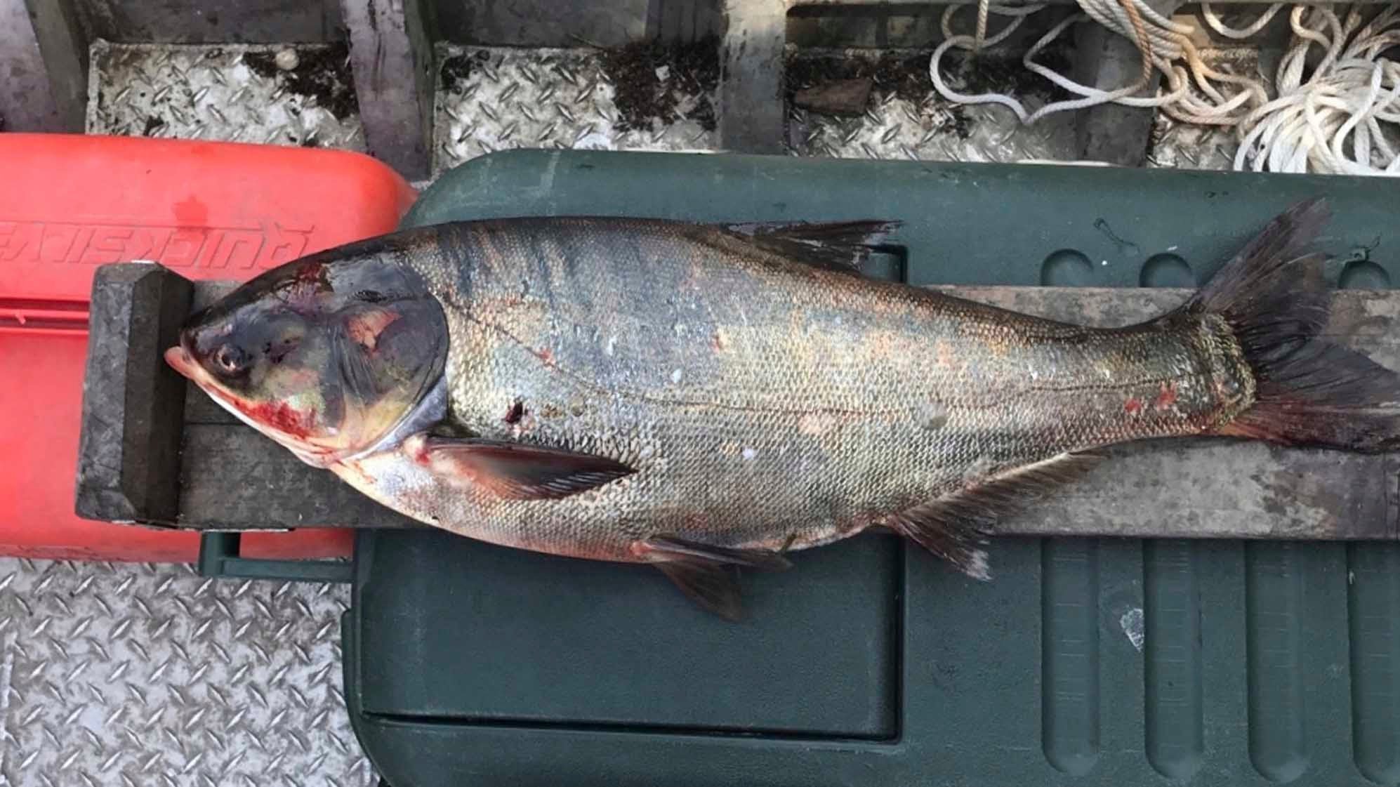 Invasive Silver Carp Found in Southwest Minnesota for First Time | The ...
