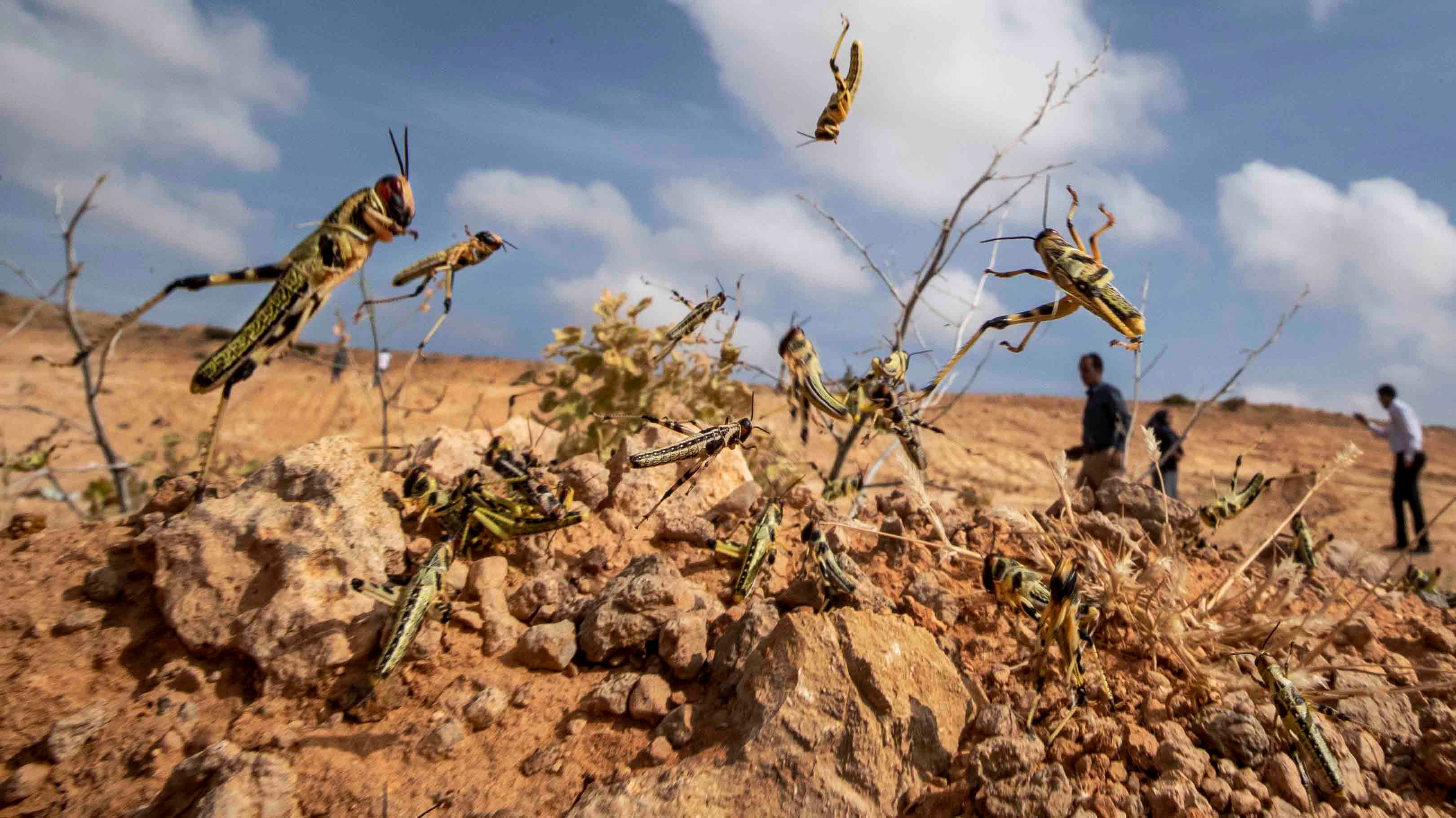 City-Sized Locust Swarms are Expanding Across East Africa and ...
