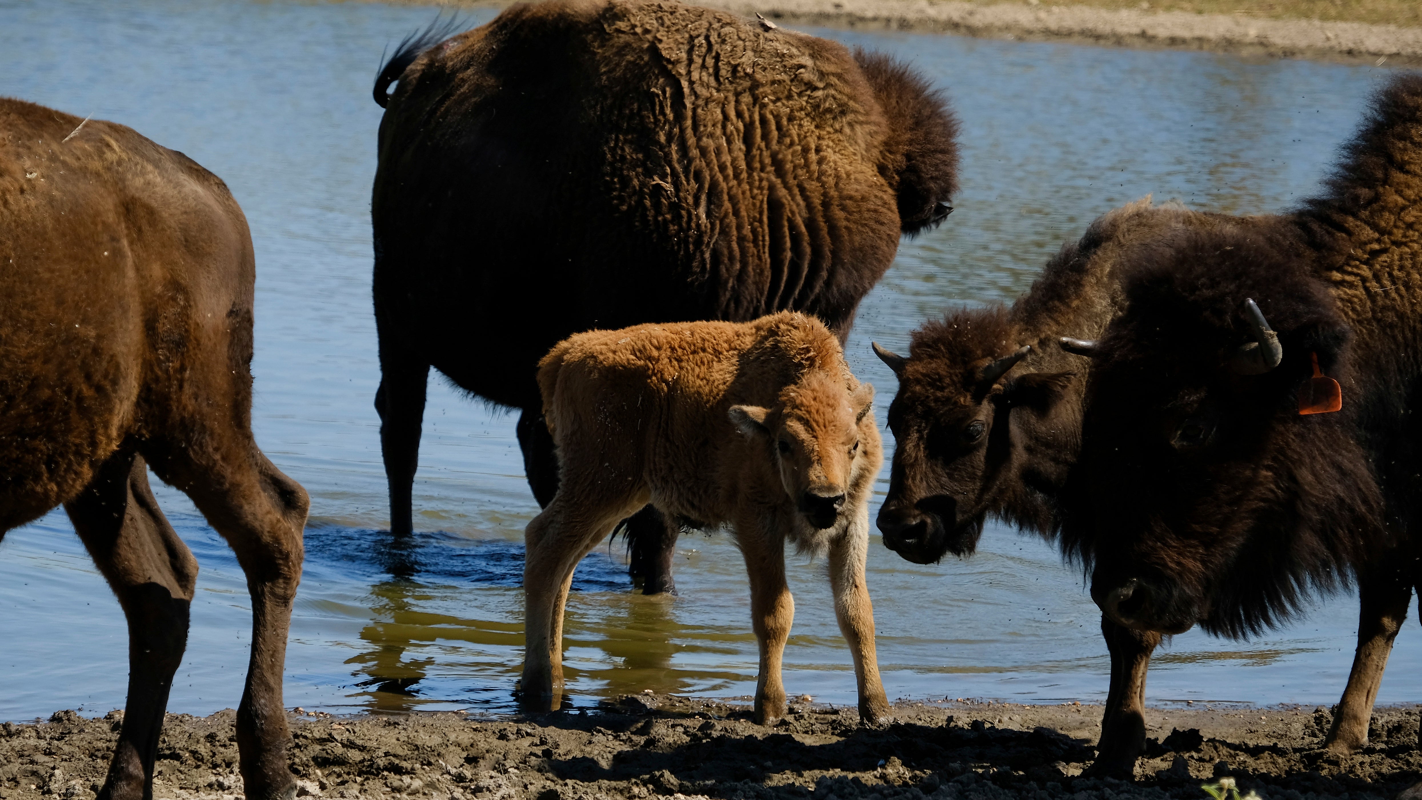 Buffalo Conservation Gets $25 Million Boost | Weather.com