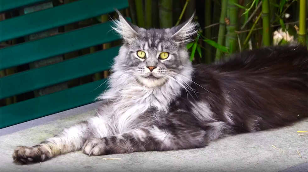 Alaskan Snow Cat Breed