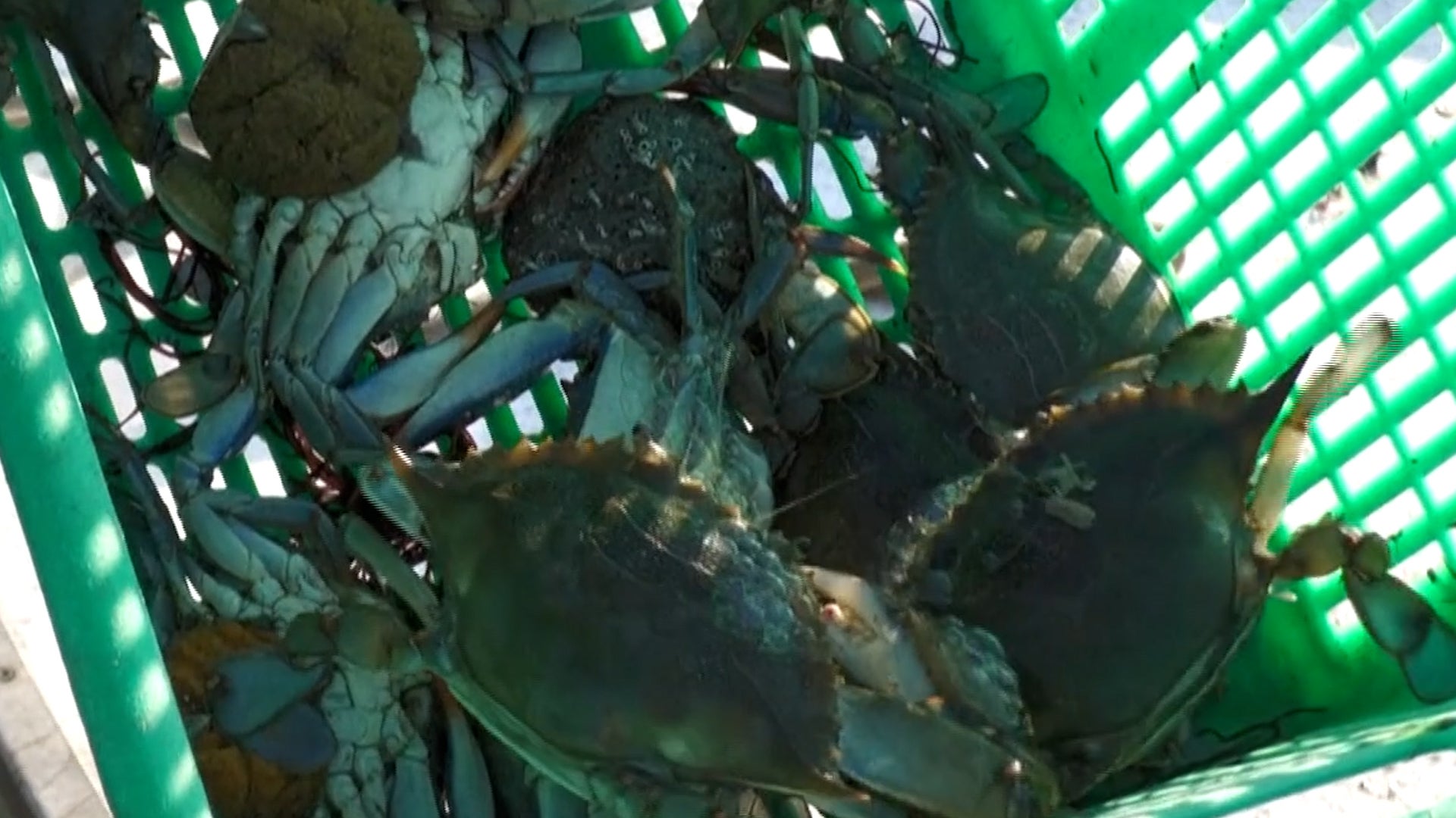 Invading Italy's Waters, Threatening Shellfish Industry - Videos from ...