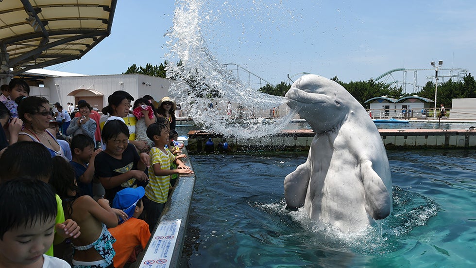 This Beluga Bod Puts the 'Dad Bod' Trend to Shame | The Weather Channel