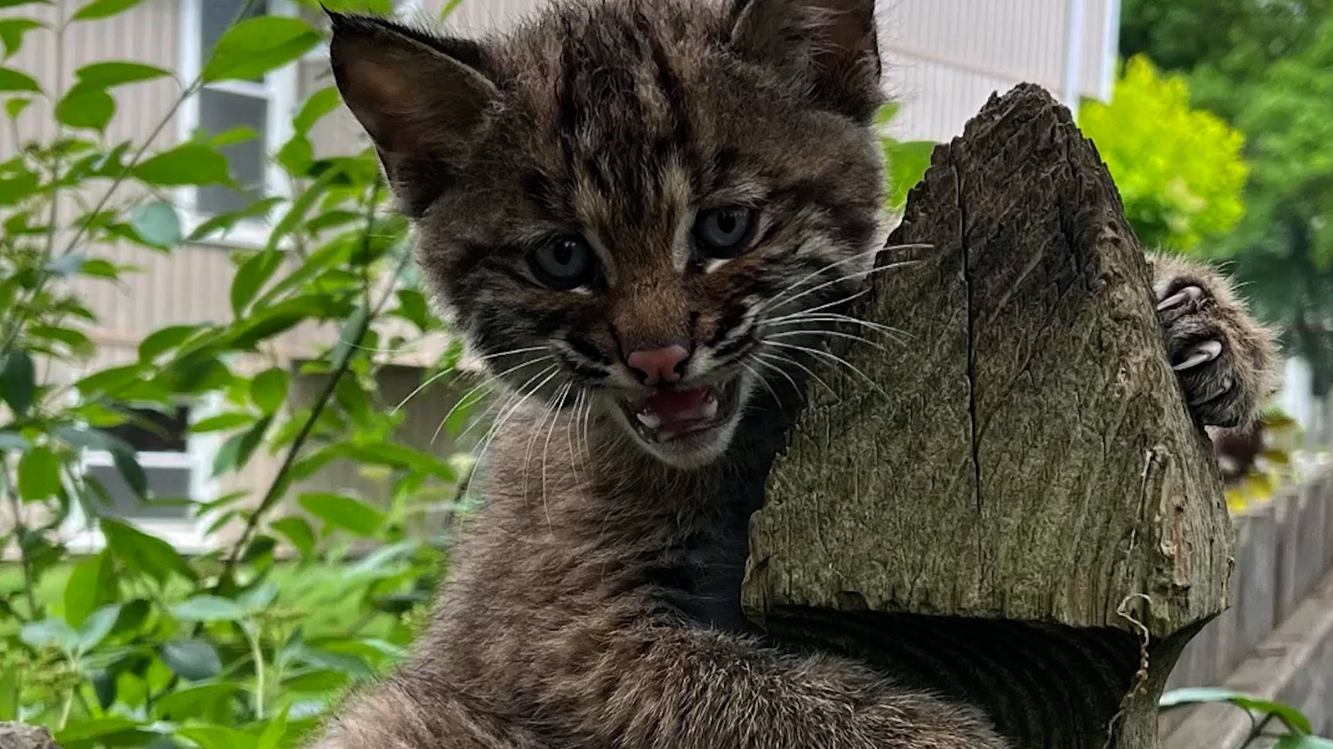 Baby Hjort Og Bobcat