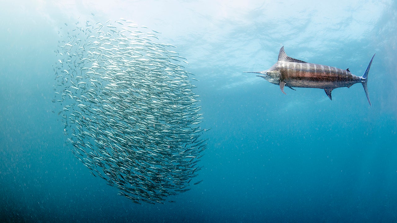 Getting Up Close and Personal with Wild and Weird Sea Creatures | The ...