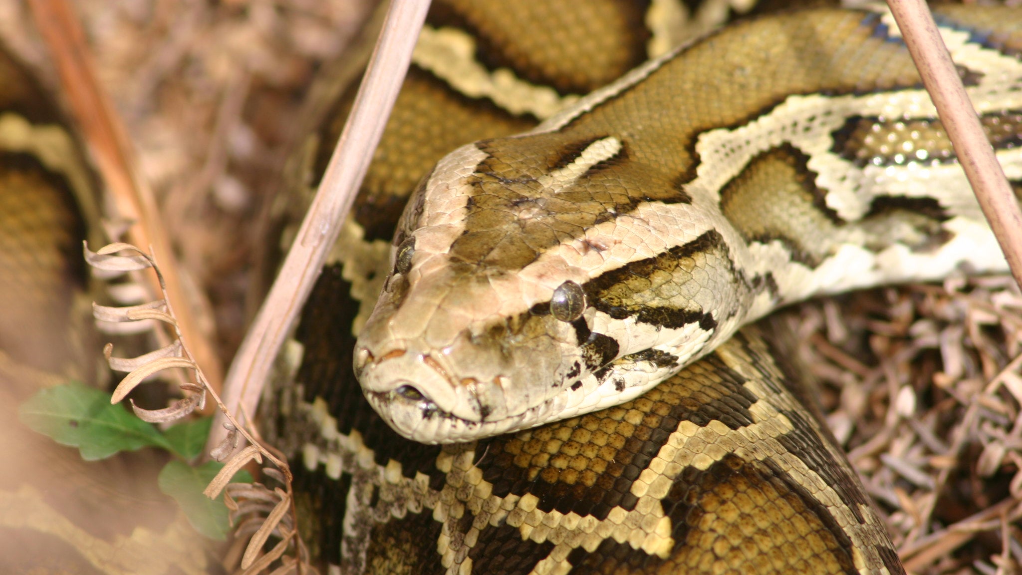 Pythons Spreading In Florida, According to USGS | Weather.com