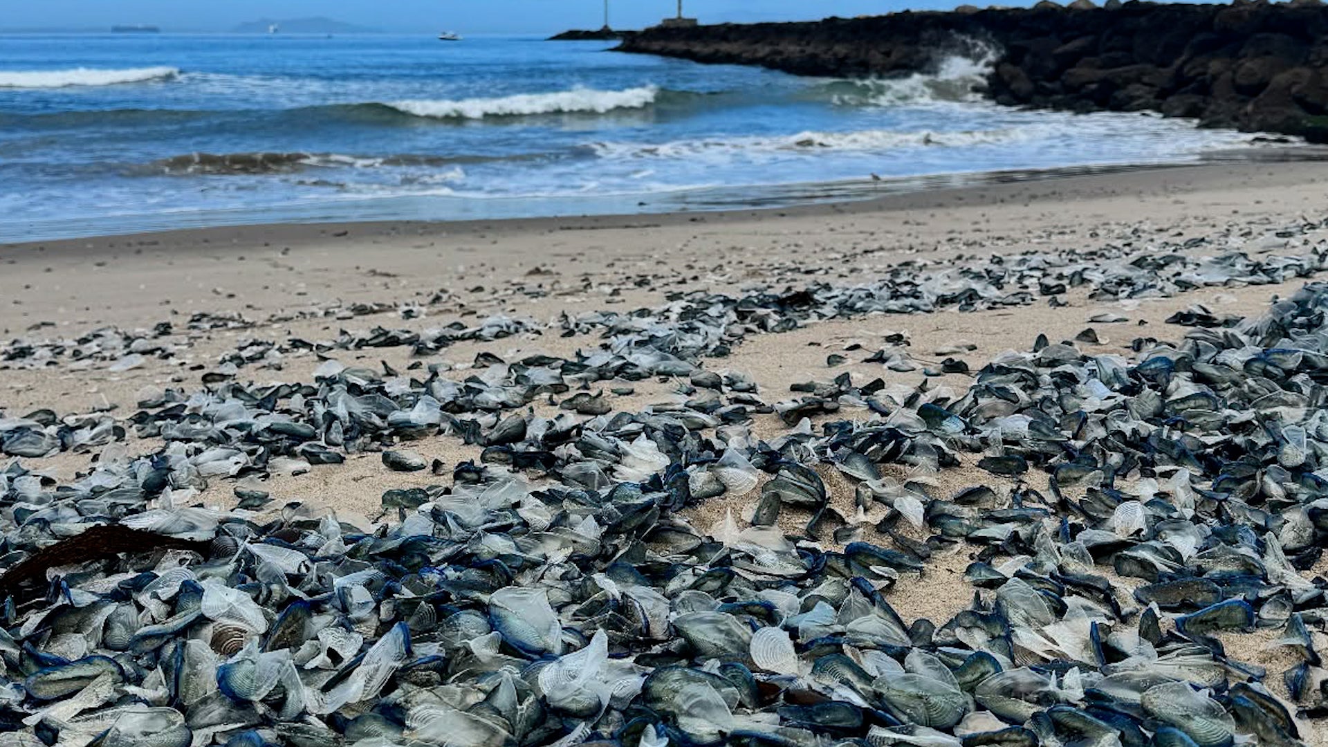 California Beach Sea Monsters Rare Sea Creature Washes Ashore In