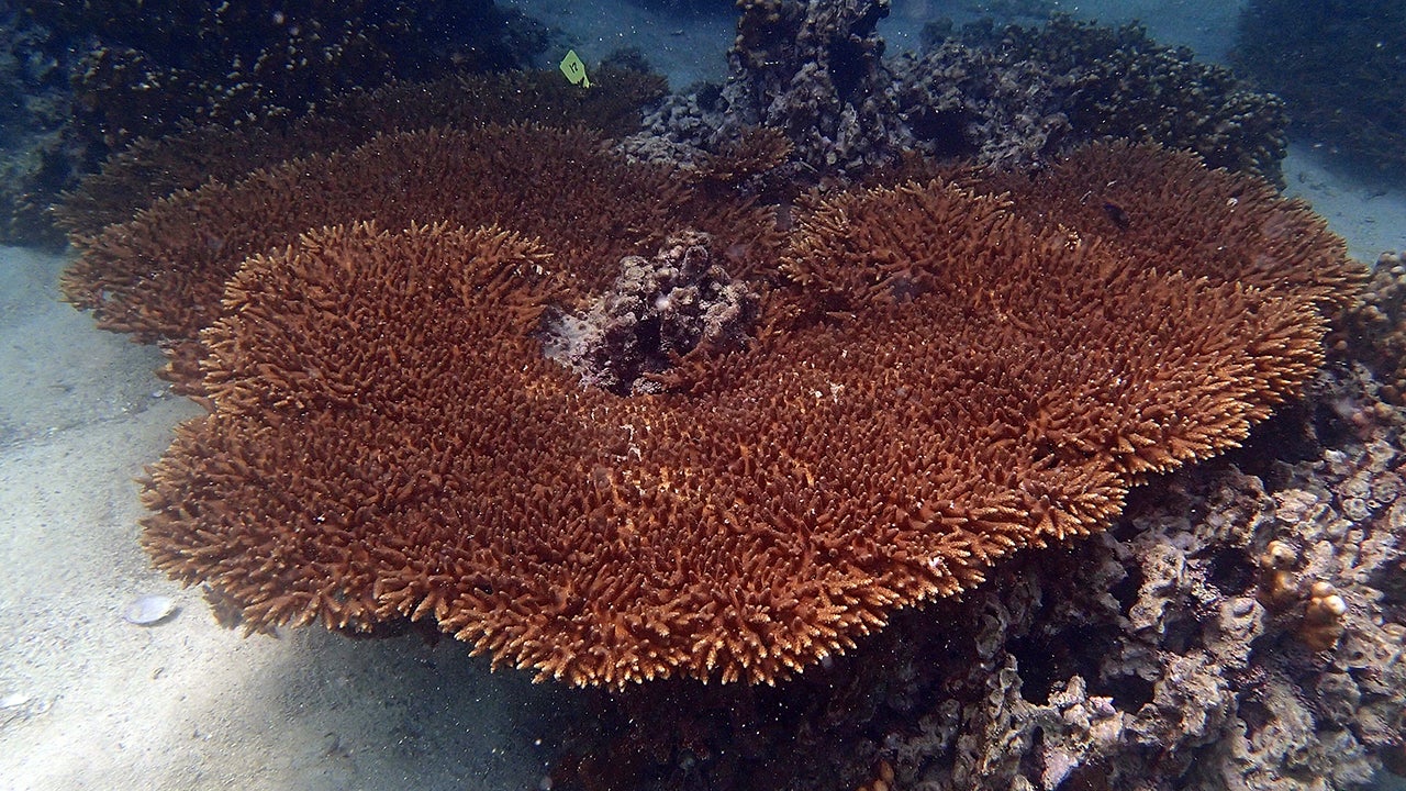 Mini Frogs, Plus 7 More Newly Discovered Creatures | The Weather Channel